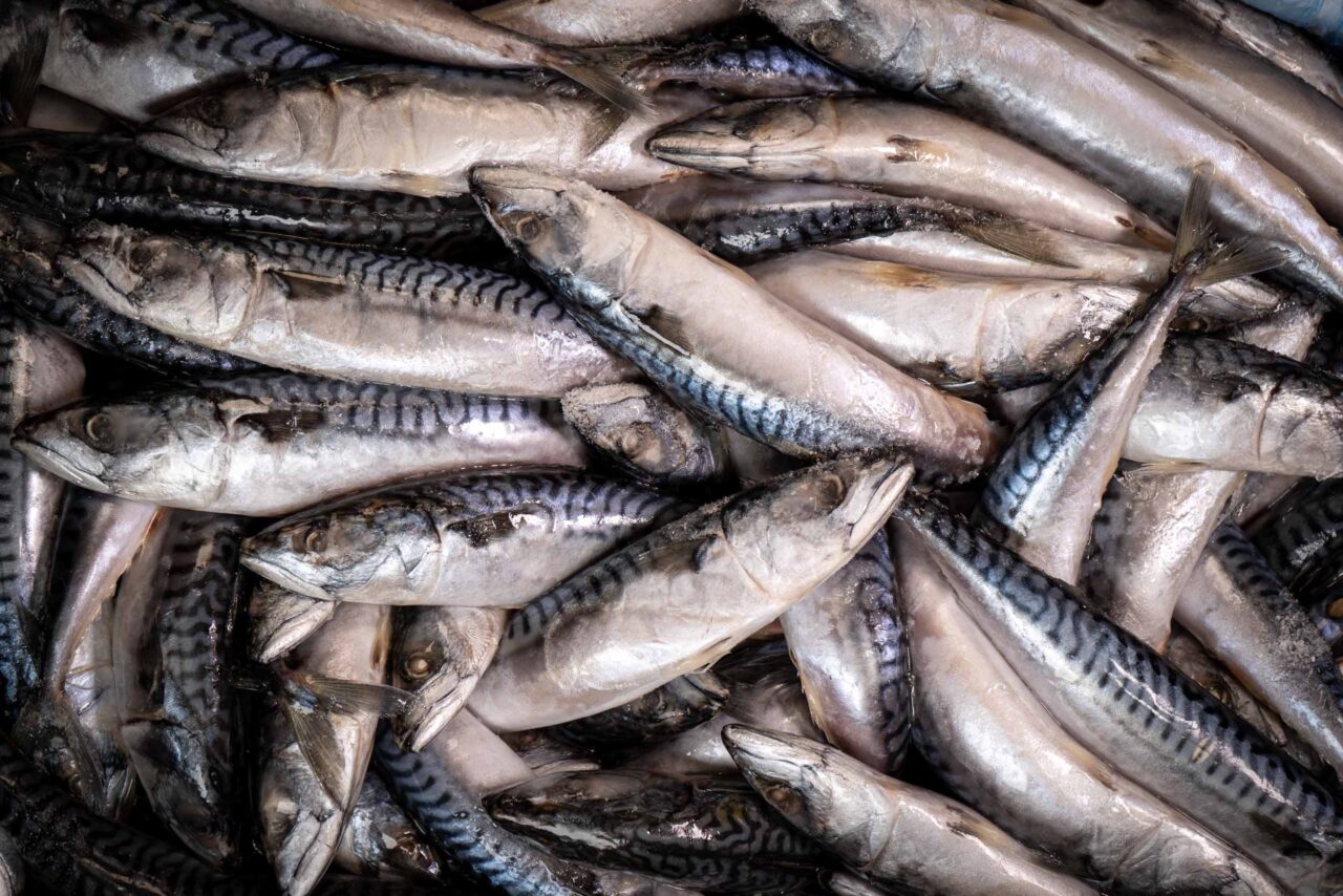 Mackerel Saltwater Offshore Bait | Superior Saltwater Offshore Bait ...