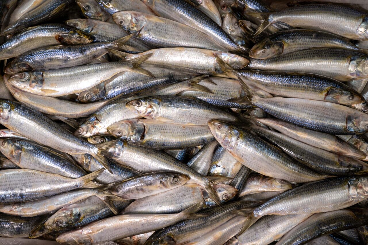 Sardines Saltwater Offshore Bait | Superior Saltwater Offshore Bait ...