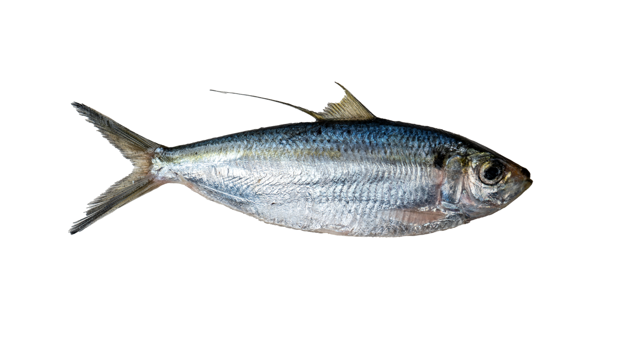 Thread Herring Offshore Bait | Superior Saltwater Offshore Bait ...